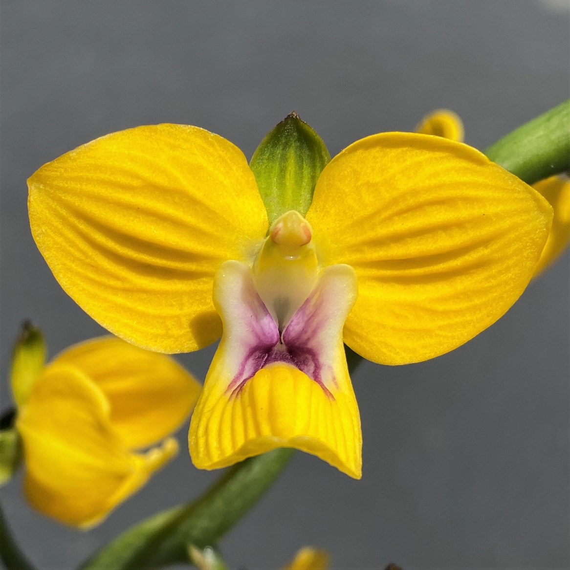 South Coast Orchid Society