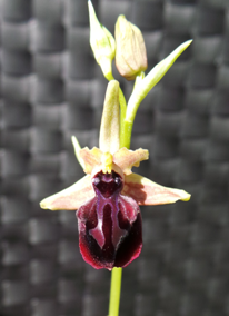 South Coast Orchid Society